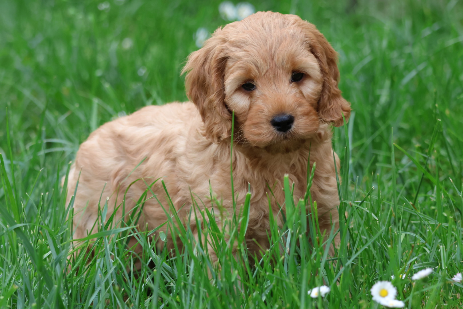 Cavapoo | ⋆ Tail Tales